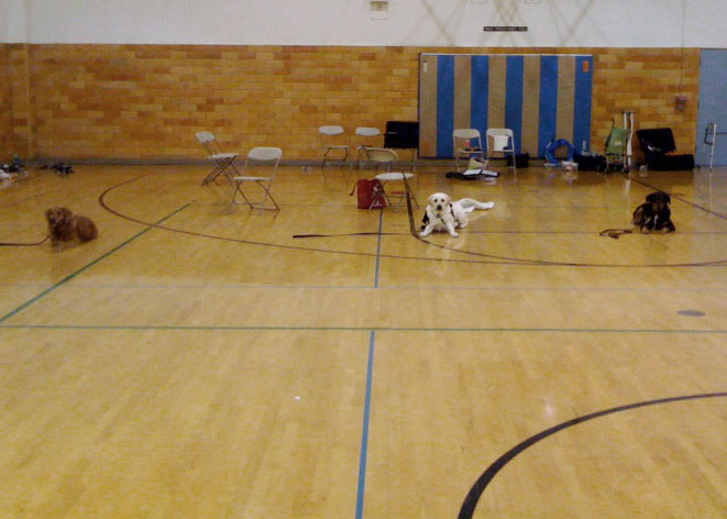 Service Dog Training Seattle Bellevue Classes | Service Dog Academy