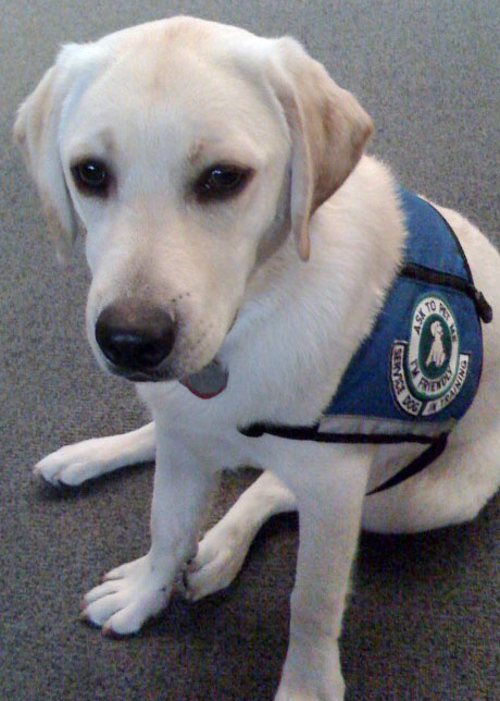 Vests for Service Dogs | Service Dog Academy