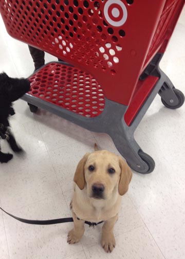 Board And Train | Service Dog Academy