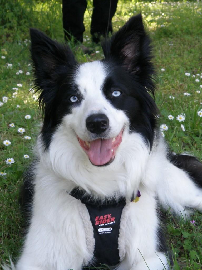 Seattle Dog Training for Pets and Diabetic Alert | Service Dog Academy