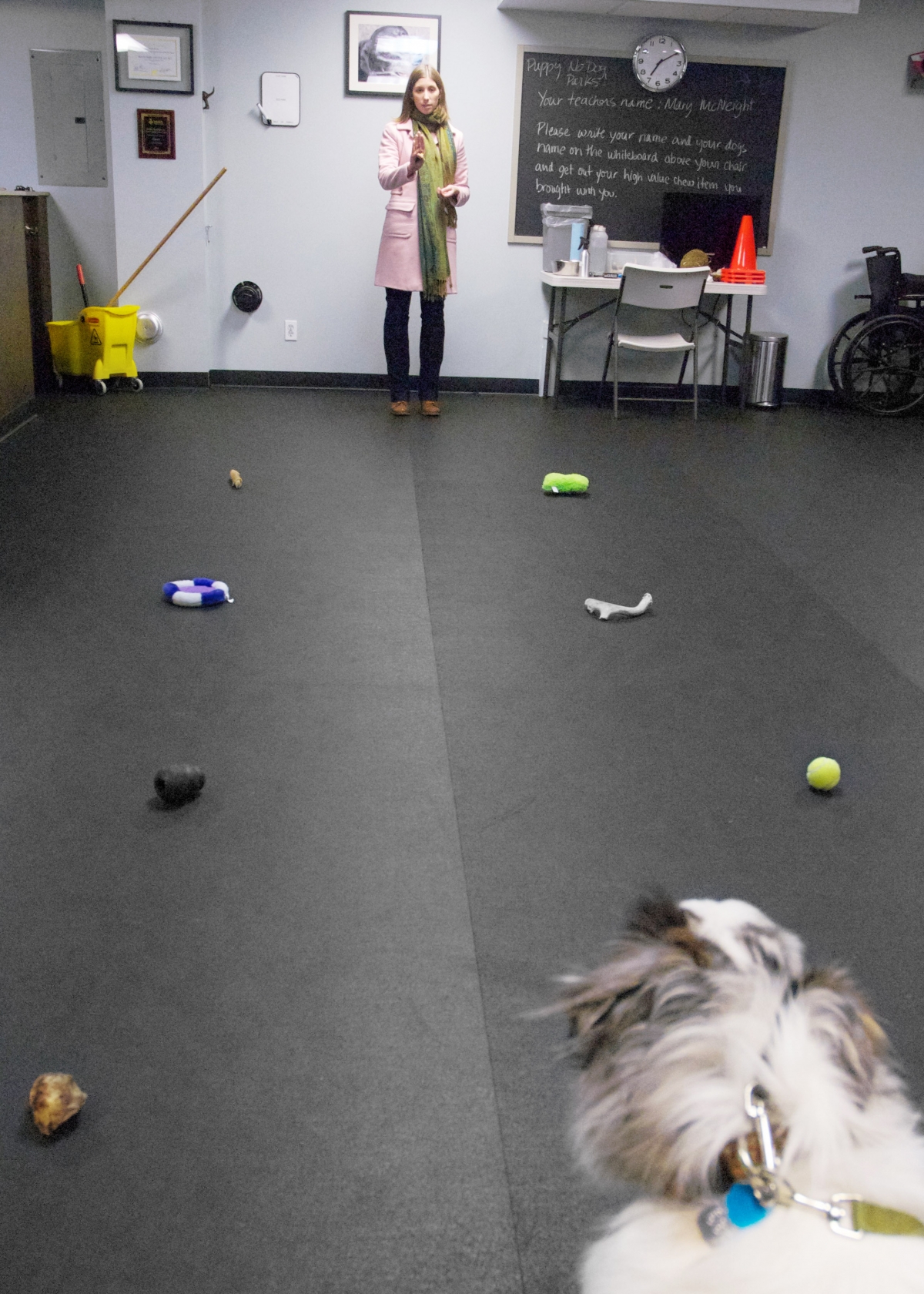 Live Online Group Training Classes Medical Alert | Service Dog Academy