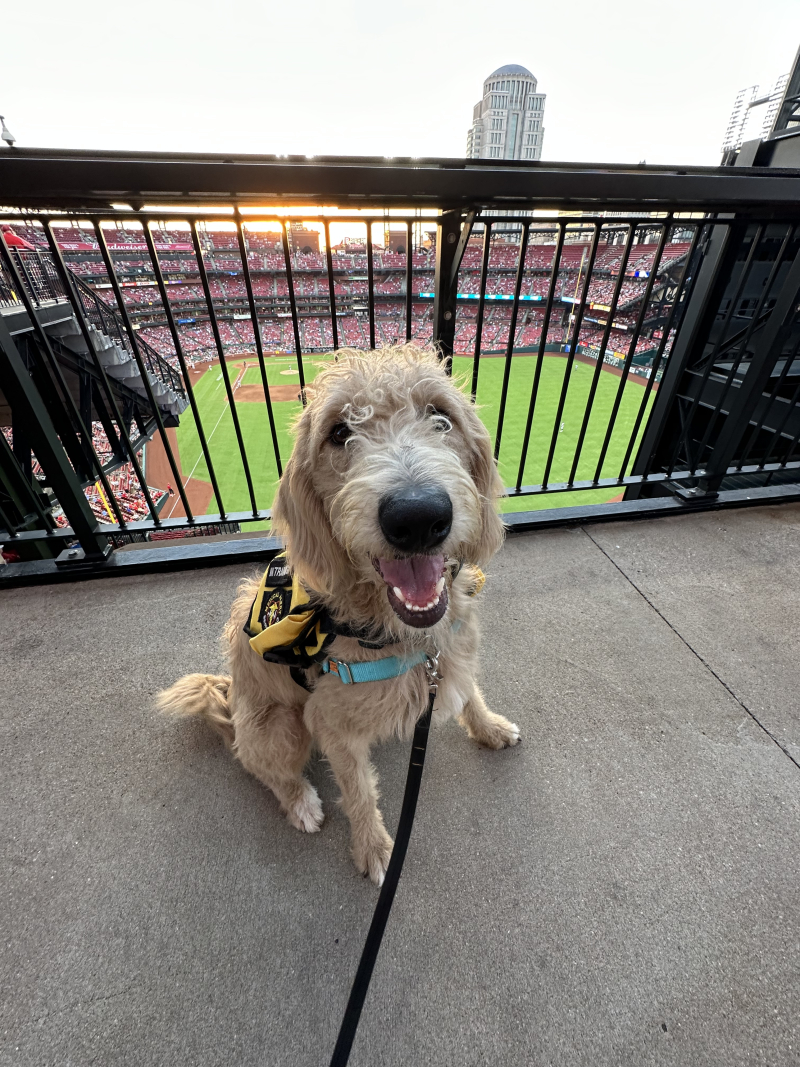 Pre Trained Diabetic Alert Dogs Available | Service Dog Academy